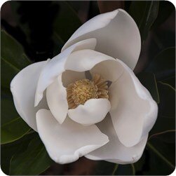 Crab Apple - Malus 'Ivory Spear' — Aldgate Tree Farm