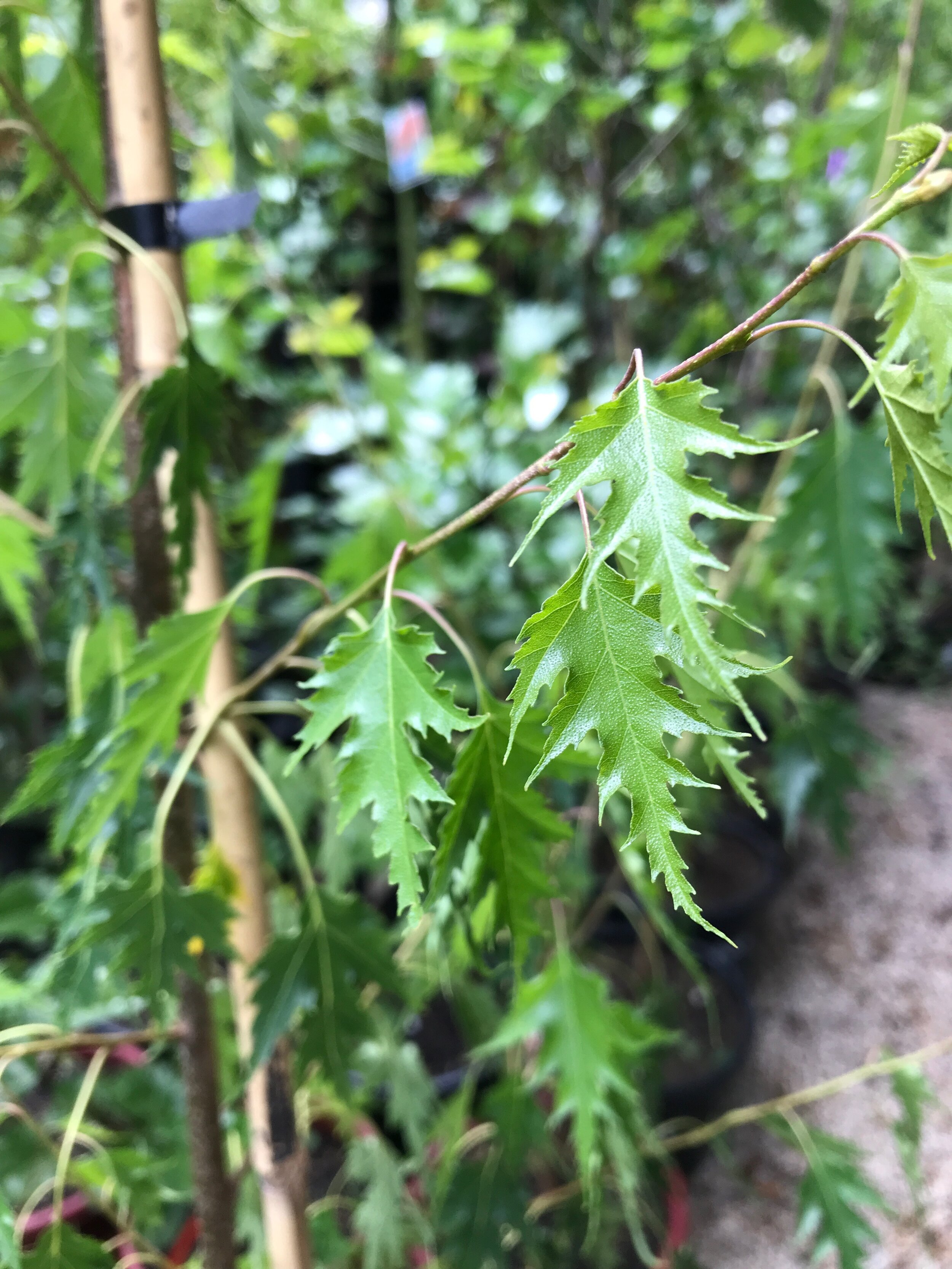 Crab Apple - Malus 'Ivory Spear' — Aldgate Tree Farm