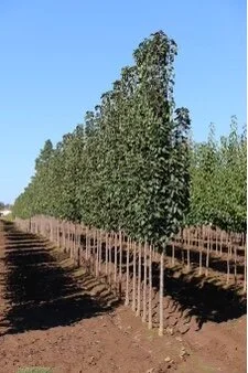 Shop - Aldgate Tree Farm — Aldgate Tree Farm