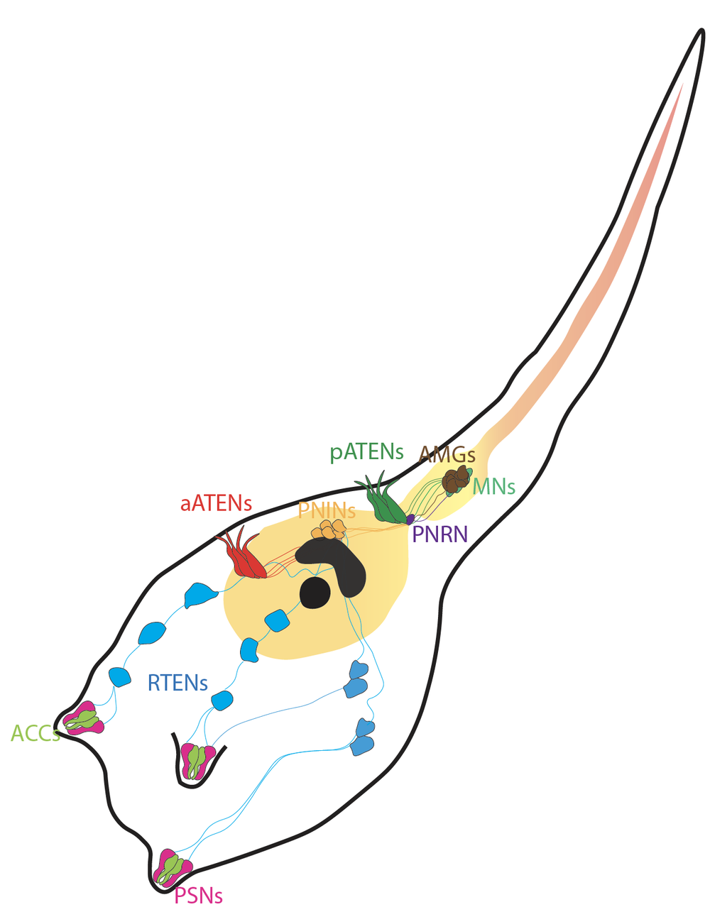 Projects — Chatzigeorgiou Lab