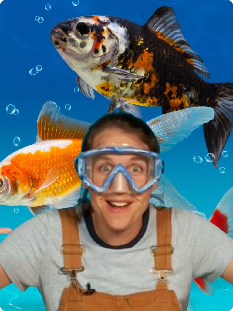 How Do Fish Breathe VIDEO Science Explanations For Kids