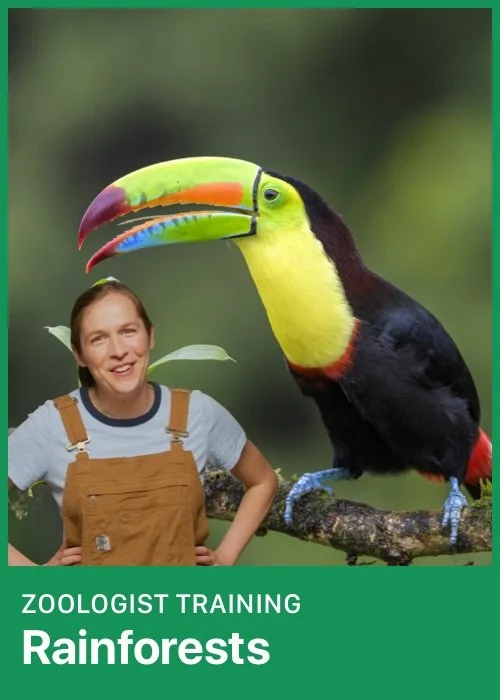 Rainforest Classes for Kids | Tappity