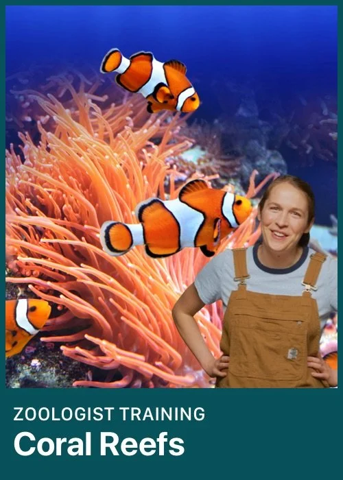 Rainforest Classes for Kids | Tappity