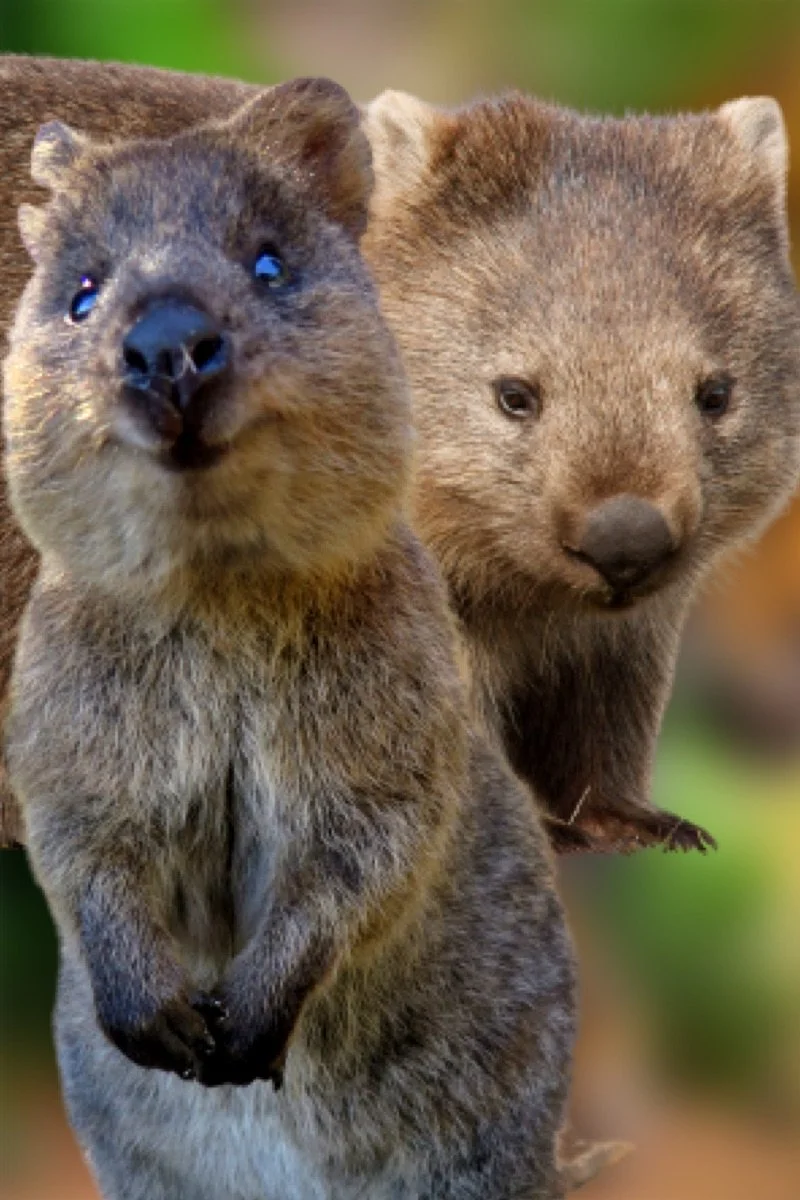 14 Amazing Animal Facts, Trivia, and Videos for Kids | Tappity