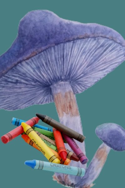 10 Best Fungi Facts, Trivia, & Videos for Kids | Tappity