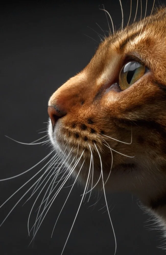 Why Do Dogs and Cats Have Whiskers? [VIDEO] | Science Explanations for Kids