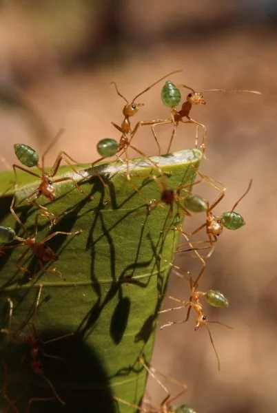 How Do Ants Know Where to Find Food? [VIDEO] | Science Explanations for ...