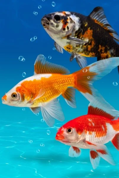 How Do Fish Breathe? [VIDEO] | Science Explanations for Kids