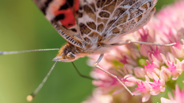 10 Best Butterfly Facts, Trivia, and Videos for Kids | Tappity