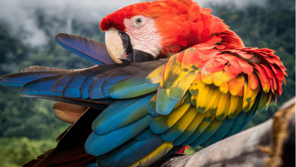 14 Amazing Animal Facts, Trivia, and Videos for Kids | Tappity