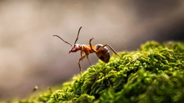 How Do Ants Know Where to Find Food? [VIDEO] | Science Explanations for ...
