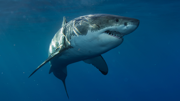 15 Best Shark Facts, Trivia, and Videos for Kids | Animals | Tappity