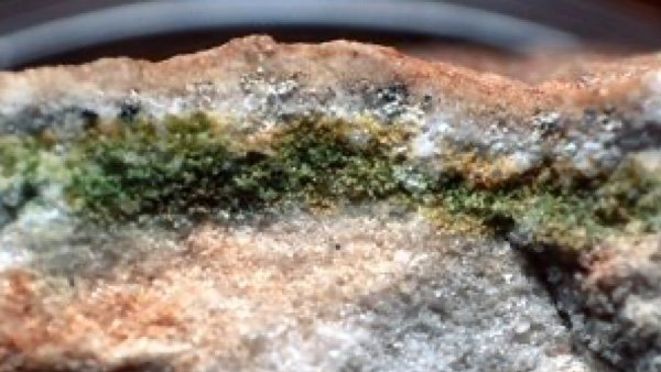 What’s the Oldest Living Thing On Earth? [VIDEO] | Science Explanations ...