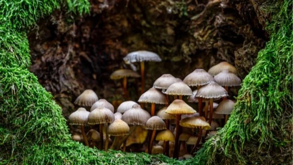 10 Best Fungi Facts, Trivia, & Videos for Kids | Tappity