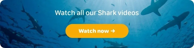 15 Best Shark Facts, Trivia, and Videos for Kids | Animals | Tappity