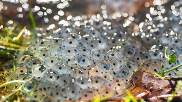 How Does a Tadpole Turn Into a Frog? [VIDEO] | Science Explanations for ...