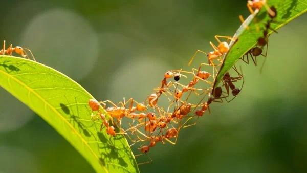 How Do Ants Know Where to Find Food? [VIDEO] | Science Explanations for ...