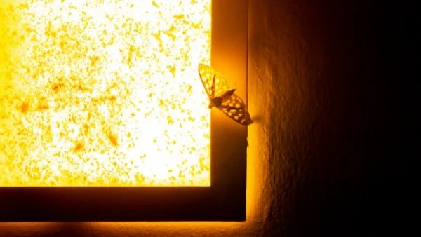 Why Are Moths Attracted to Light? [VIDEO] | Science Explanations for Kids