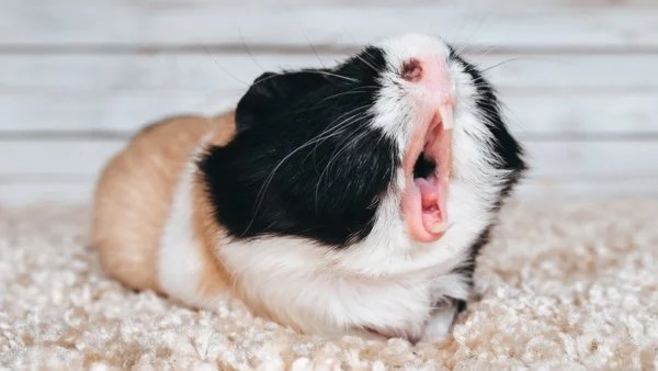 Why Do We Yawn? [VIDEO] | Science Explanations for Kids