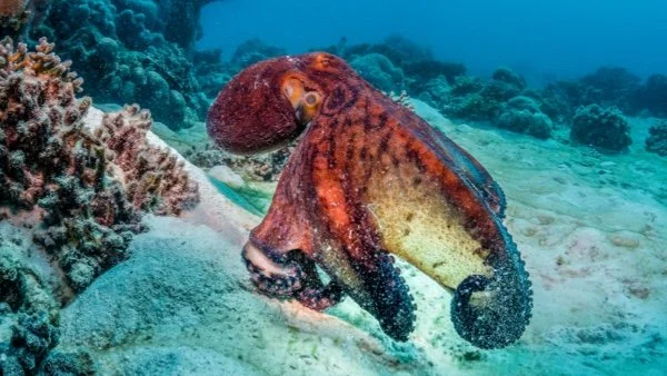 How Does An Octopus Change Colors? [VIDEO] | Science Explanations for Kids