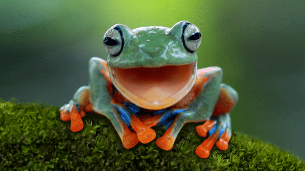 Frog and Amphibian Science Videos for Kids | Animals | Tappity