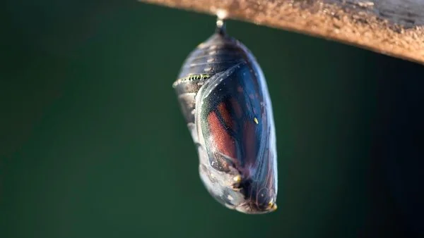How Does a Caterpillar Turn into a Butterfly? [VIDEO] | Science ...