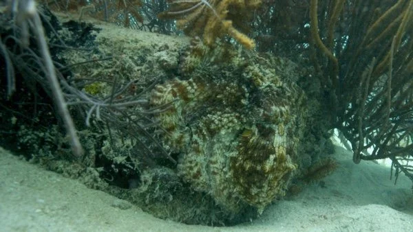 How Does An Octopus Change Colors? [VIDEO] | Science Explanations for Kids