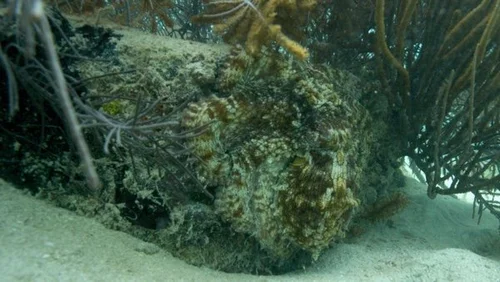 How Does An Octopus Change Colors? [VIDEO] | Science Explanations for Kids