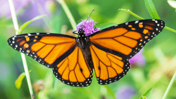 10 Best Butterfly Facts, Trivia, and Videos for Kids | Tappity