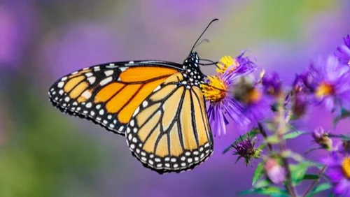 How Does a Caterpillar Turn into a Butterfly? [VIDEO] | Science ...