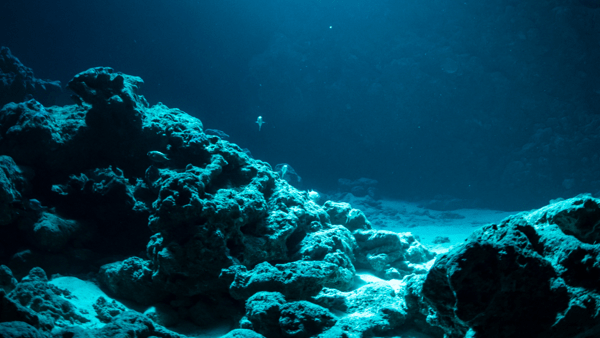 13 Best Ocean Facts, Trivia, and Videos for Kids | Tappity