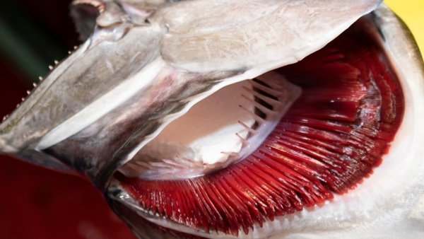 How Do Fish Breathe? [VIDEO] | Science Explanations for Kids