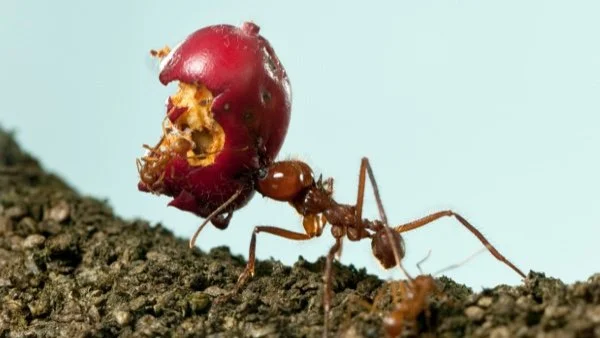 How Do Ants Know Where to Find Food? [VIDEO] | Science Explanations for Kids
