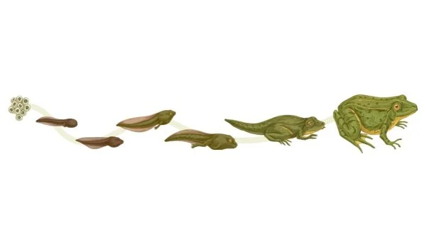 How Does a Tadpole Turn Into a Frog? [VIDEO] | Science Explanations for ...