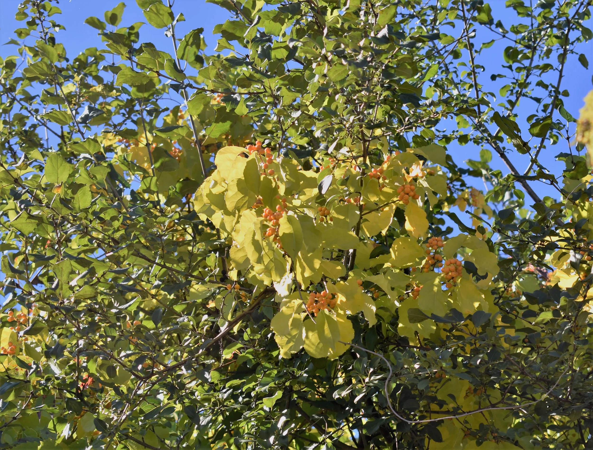 Invasive Plants — Somerset County Soil & Water Conservation District