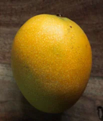 mangos — Plant it Hawaii