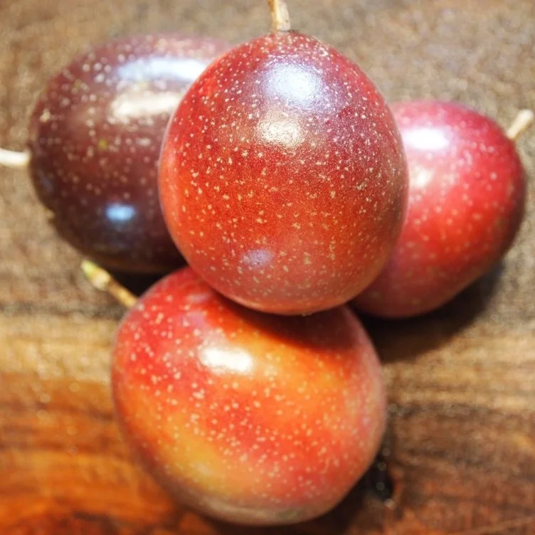 exotics — Plant it Hawaii