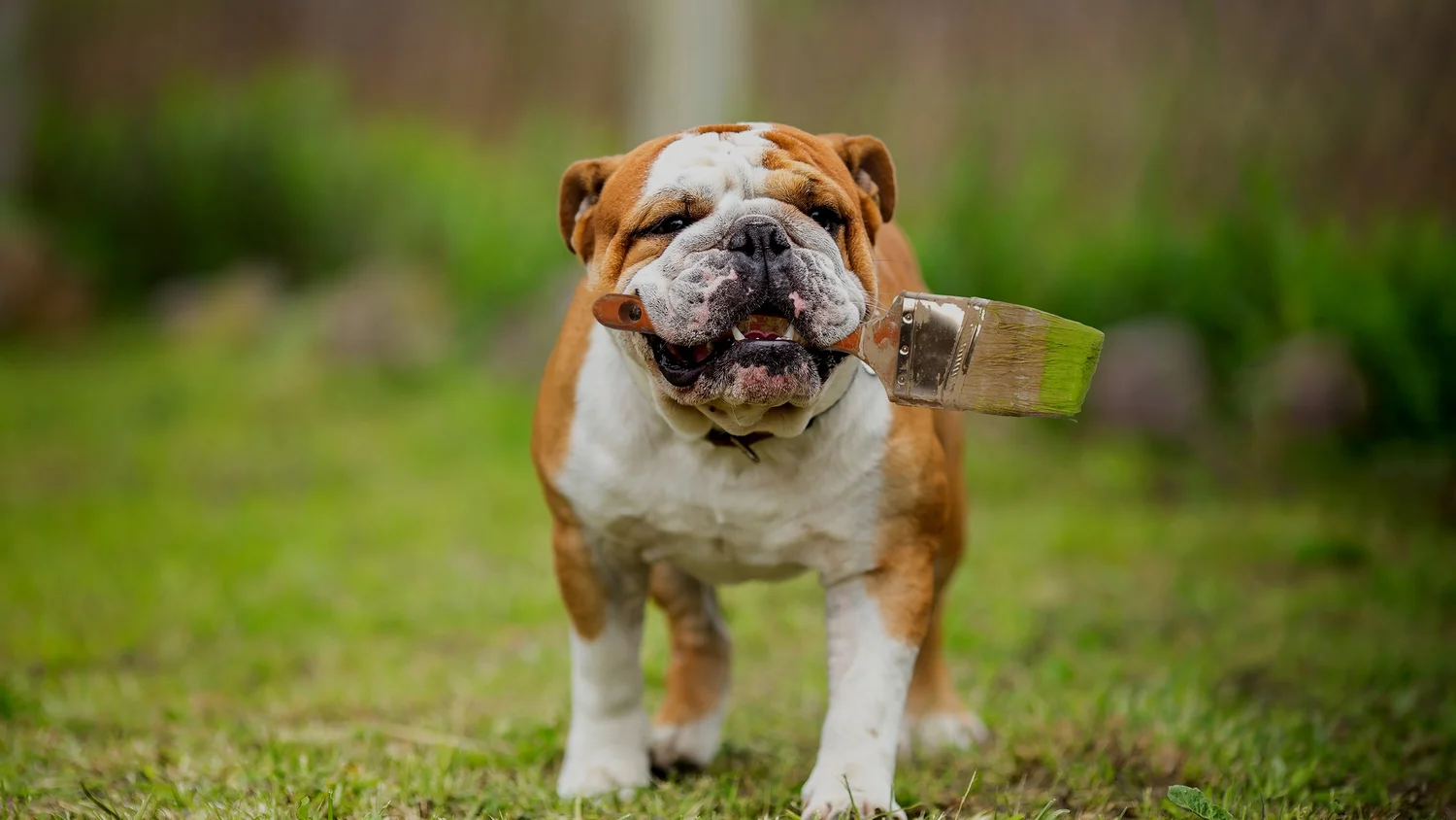 Painter American Bulldog