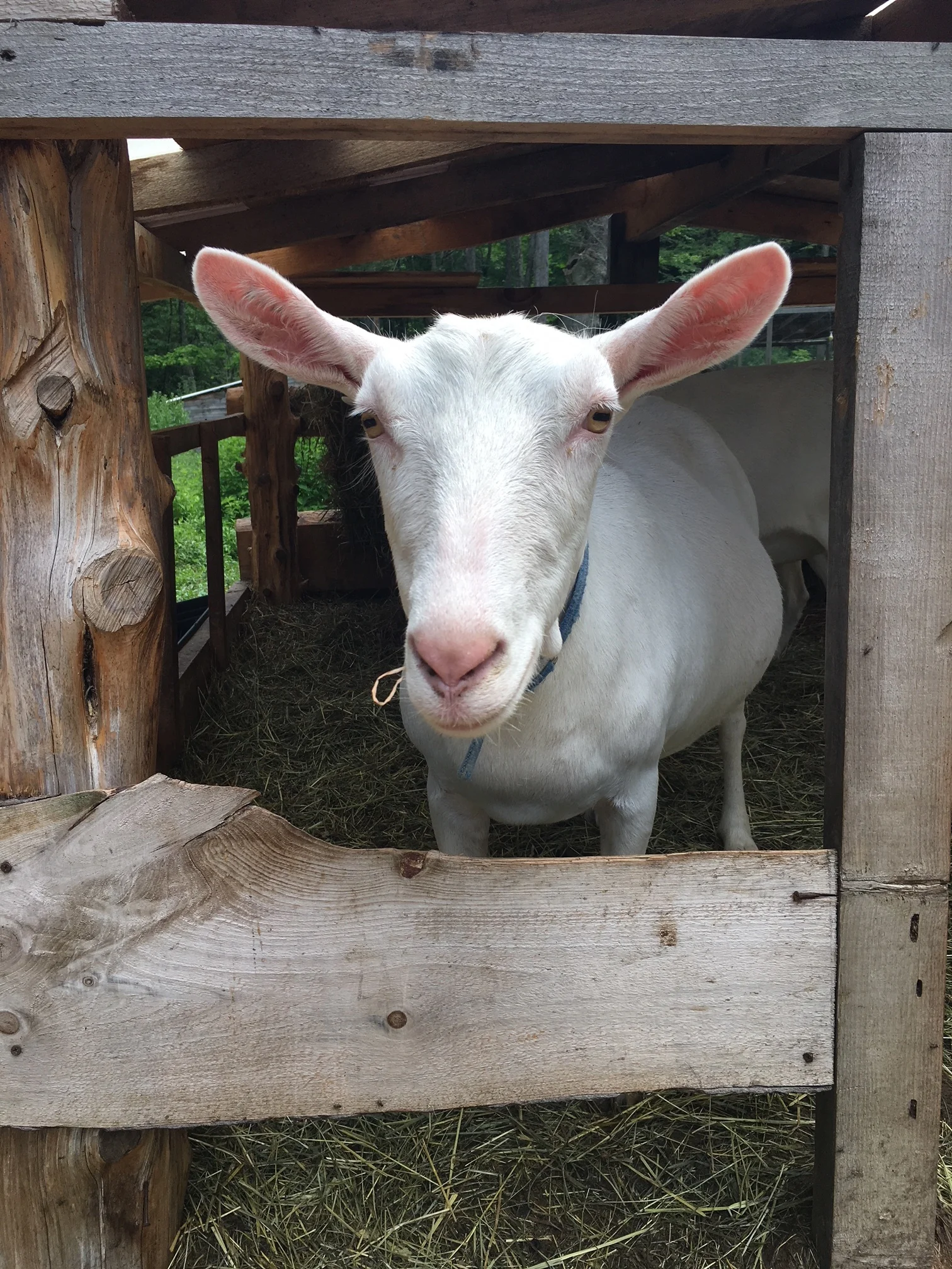 The Farm — In Dora's Kitchen