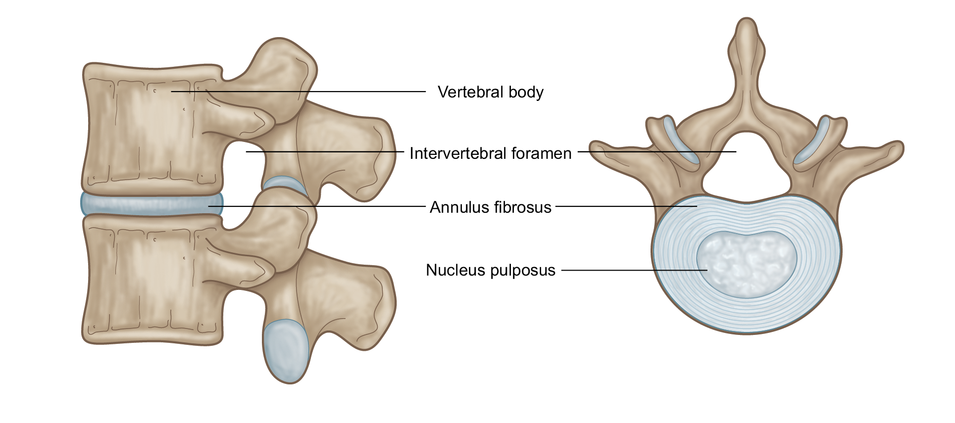 Intervertebral Discs in Yoga: Managing Mechanical Forces — Stacy Dockins