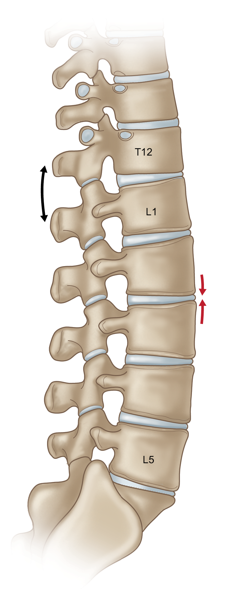 Intervertebral Discs in Yoga: Managing Mechanical Forces — Stacy Dockins