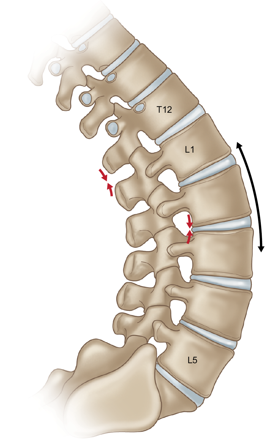 Intervertebral Discs in Yoga: Managing Mechanical Forces — Stacy Dockins