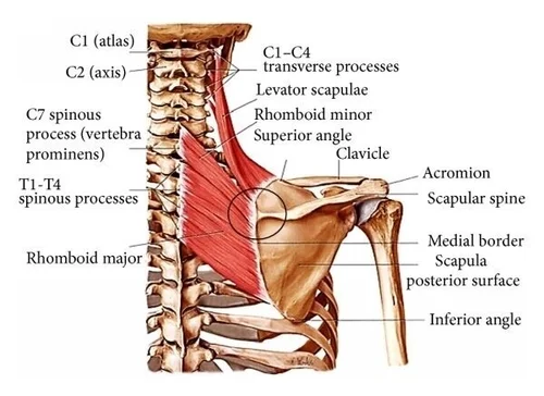 Inferior Angle Of Scapula