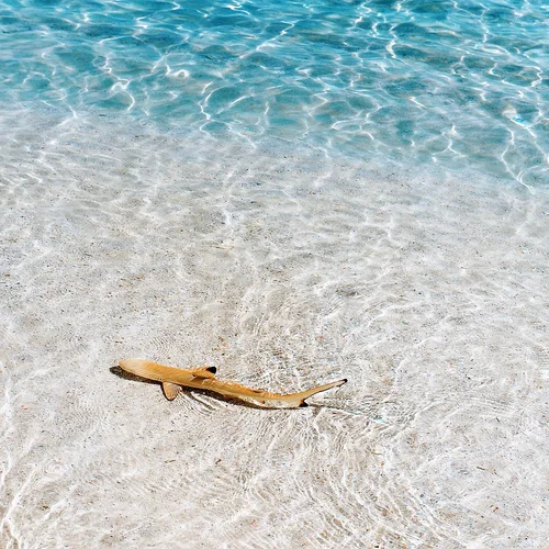 Baby Grey Reef Shark