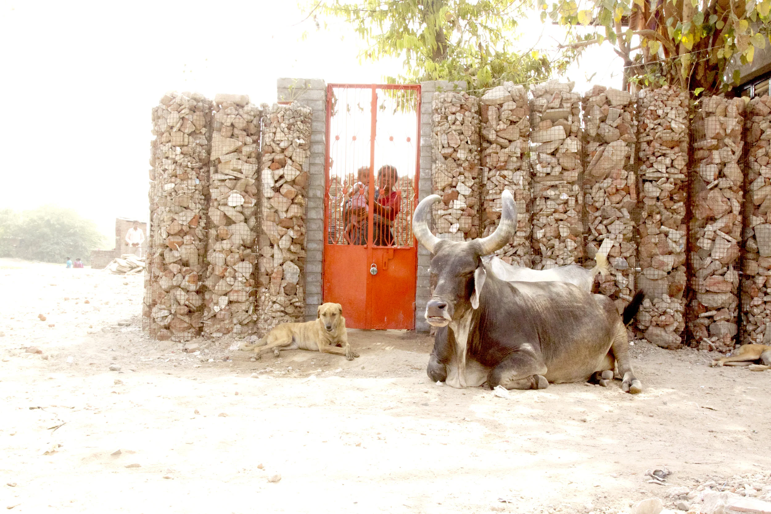 BHOLU 11 — The Anganwadi Project