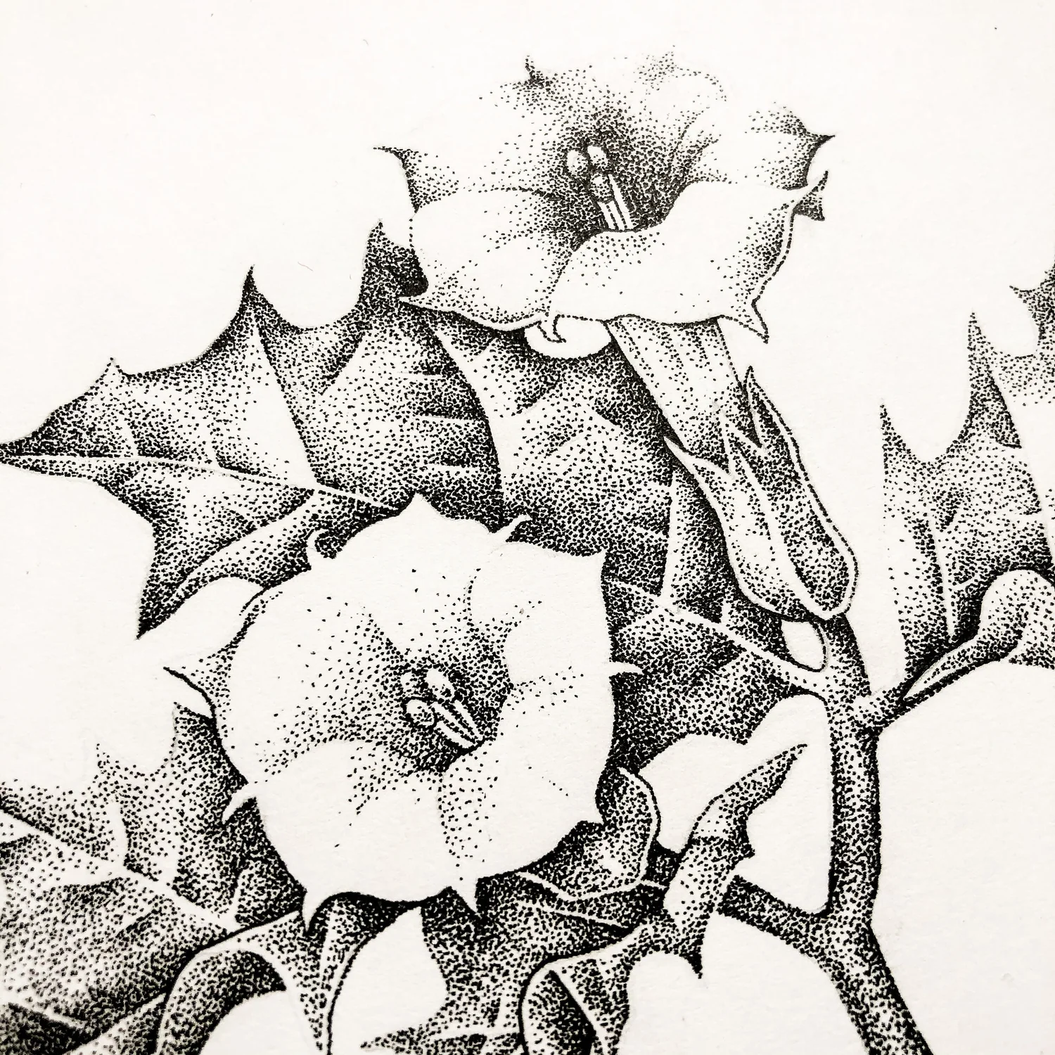 Datura Flower Drawing