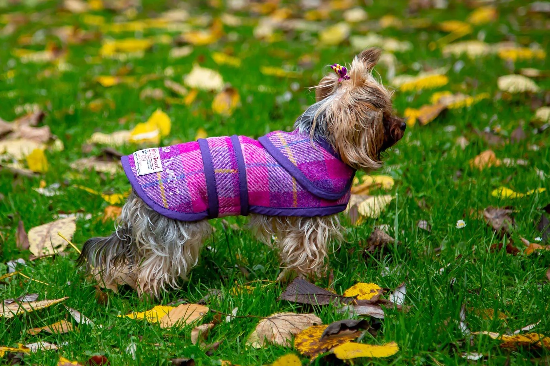Mucki Mutz® Dog Wear — Shop Mucki Mutz Dog Coats Here