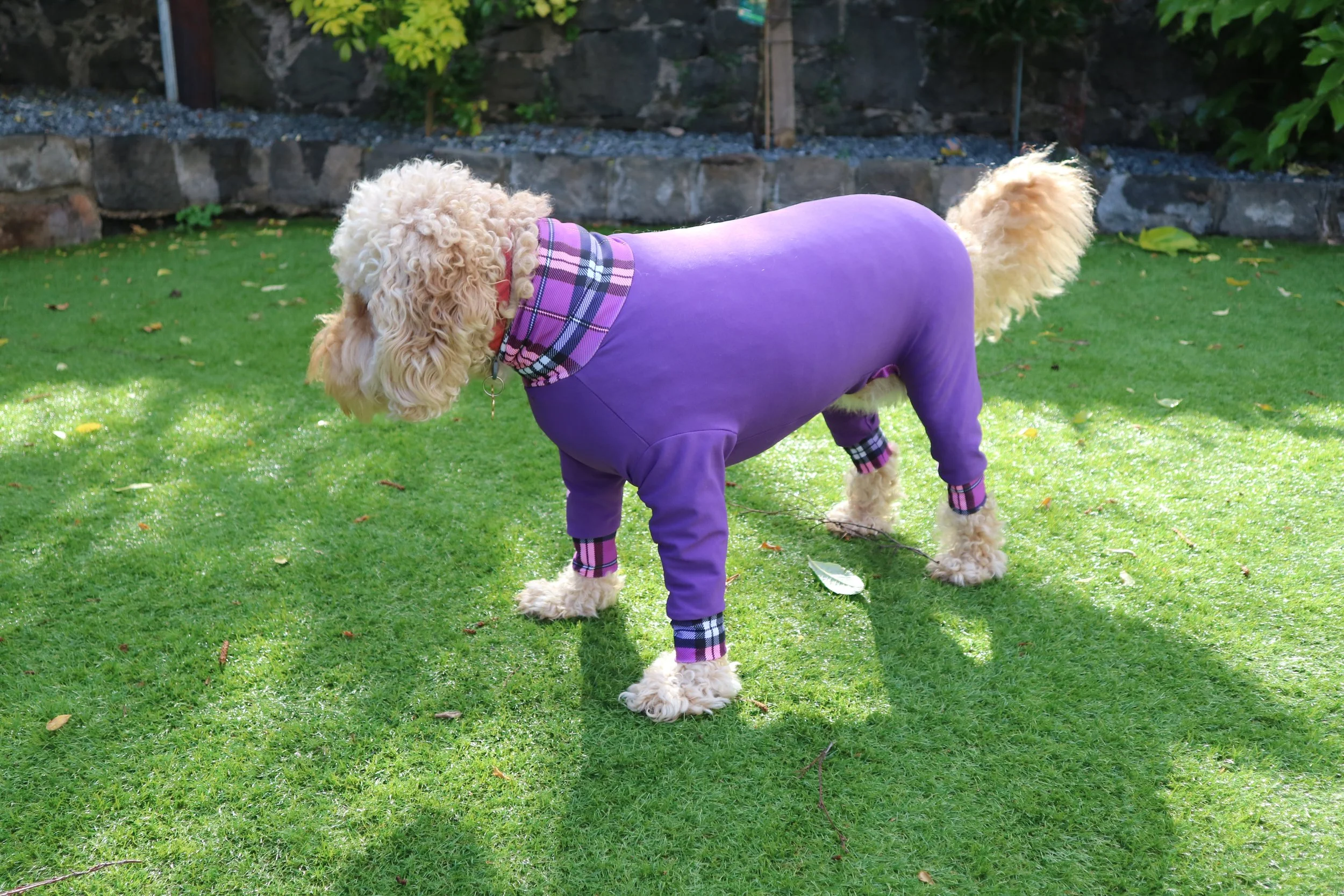 The Off-the-Peg 'Light Suit' is a ready made Supplex® / Lycra® dog suit ...