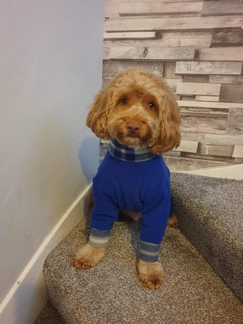 The Mucki Mutz® Dog Wear Puppy Range — Mucki Mutz® Dog Wear