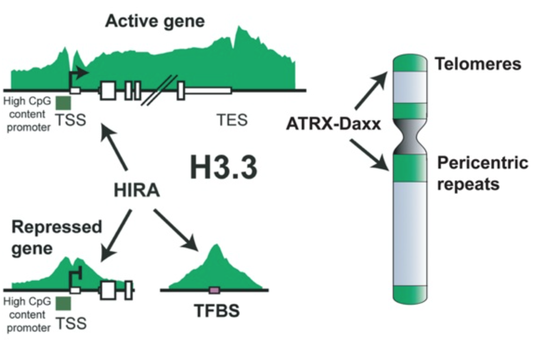 Research — Lewis Lab @ UW